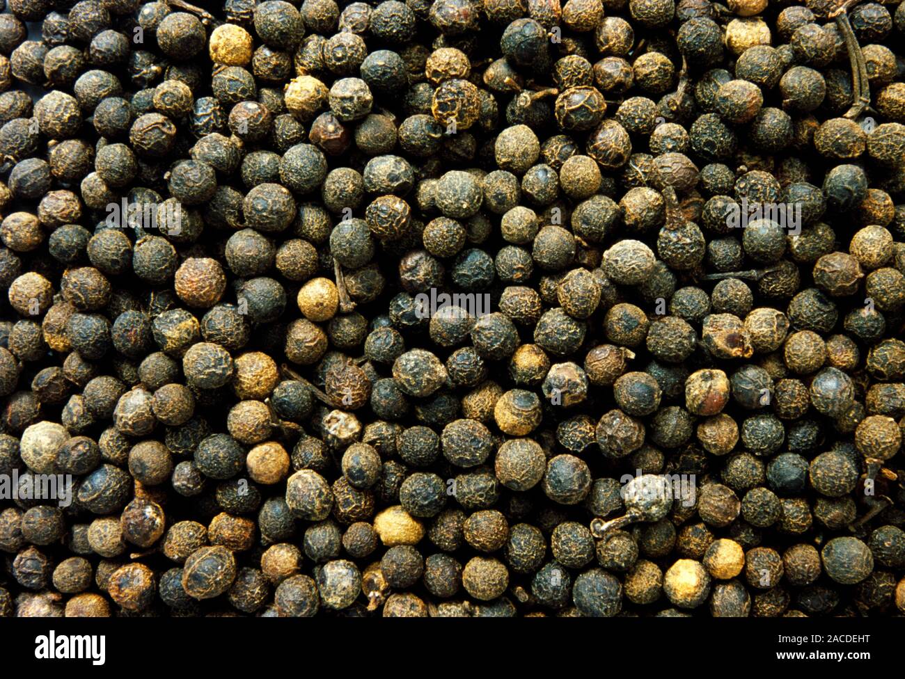 Cubebs. Dried fruits of the Piper cubeba tree, known as cubebs ...