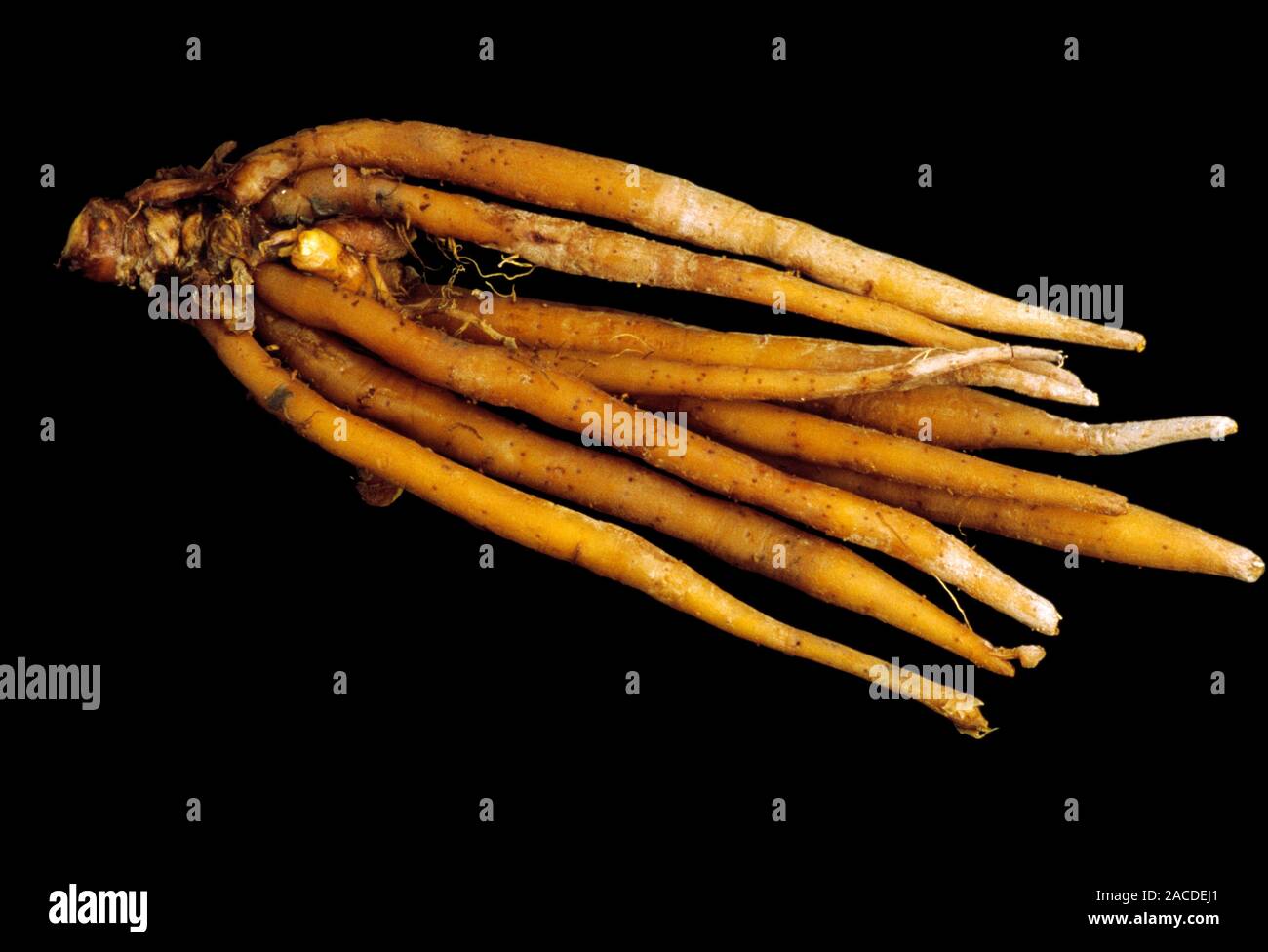 Galangal roots (Alpinia officinarum). This species of galangal is ...