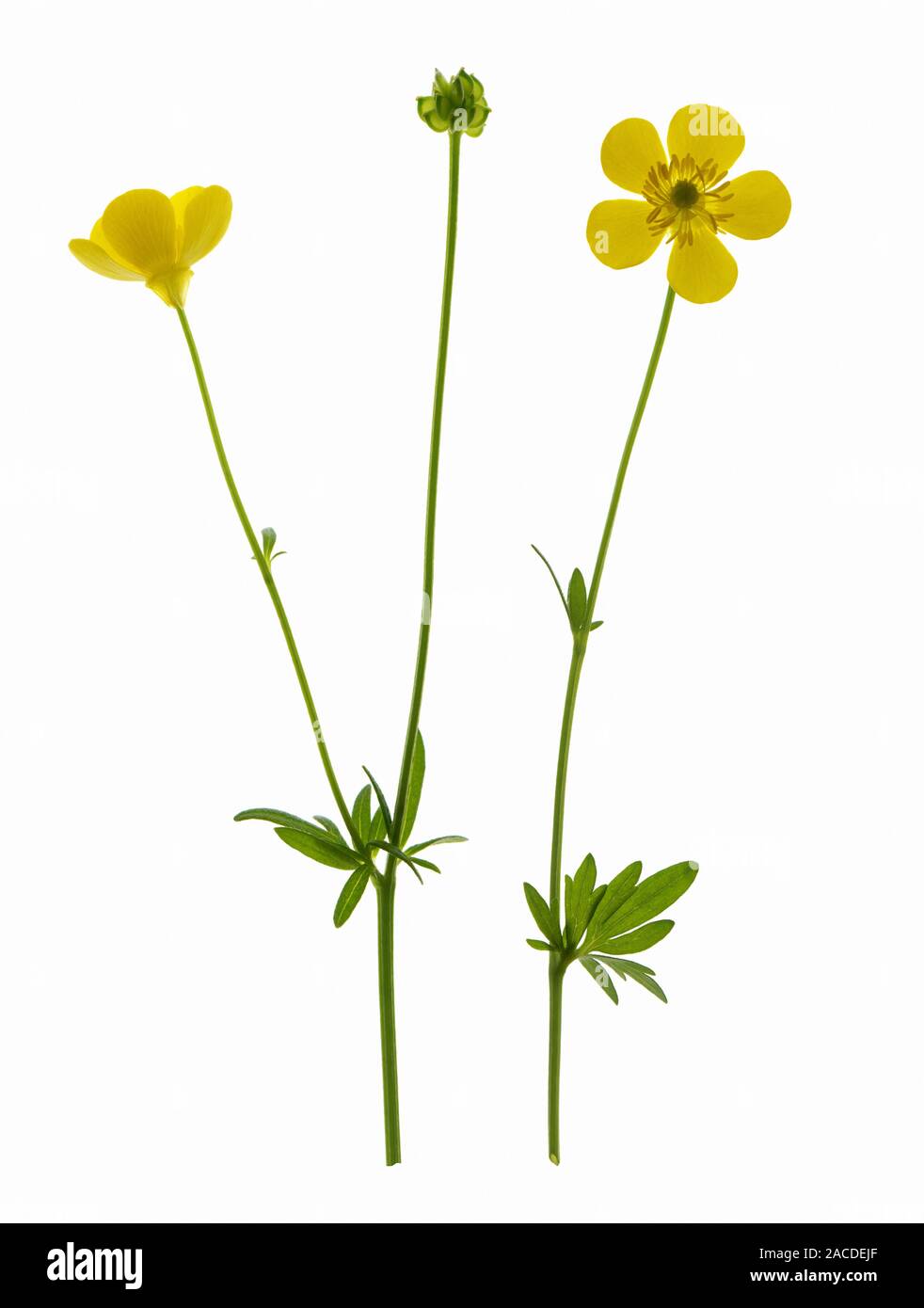 Buttercup flowers (Ranunculus sp.). The buttercup plant has been used ...