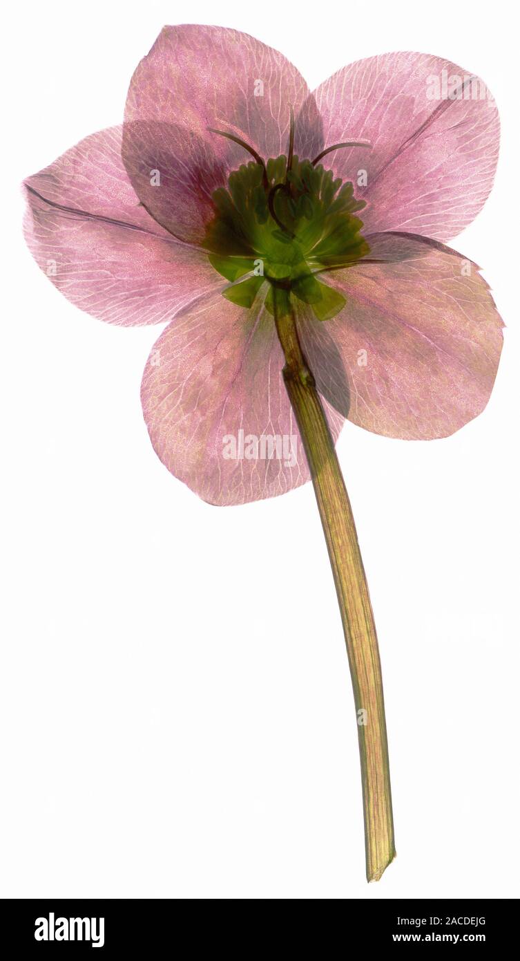Hellebore flower (Helleborus sp.). This plant is poisonous, but ...