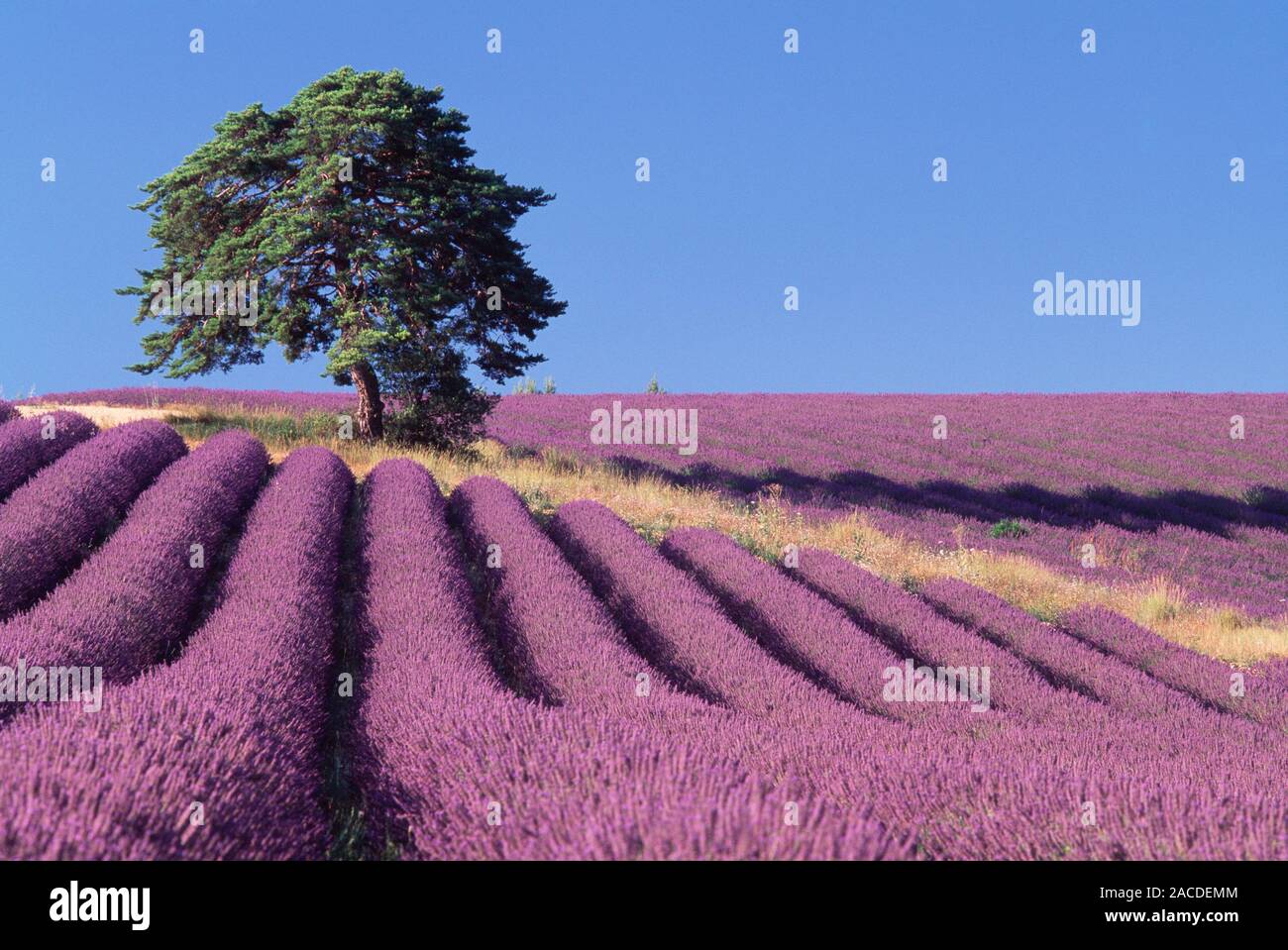 Field of lavender (Lavandula spica) plants planted in rows. Lavender ...