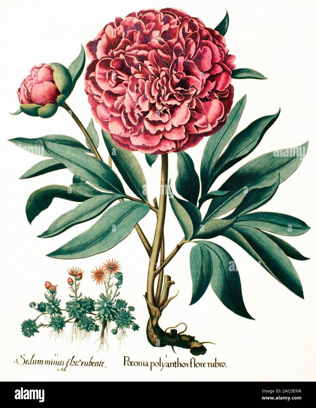 Peony flowers. 17th century artwork of two peony (Paeonia sp.) flowers ...