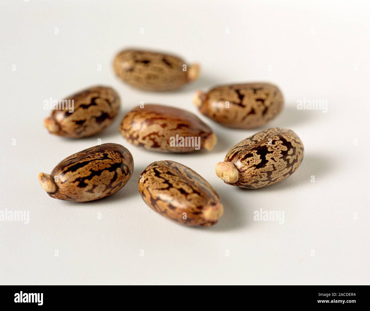 Castor oil plant seeds. Castor oil is obtained from these seeds of the ...
