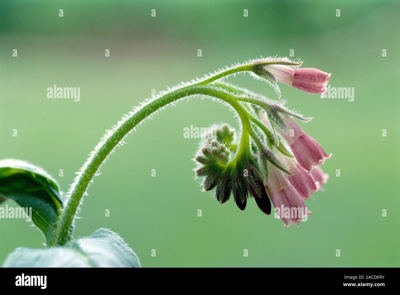 Comfrey flower. The common comfrey (Symphytum officinale) has been used ...