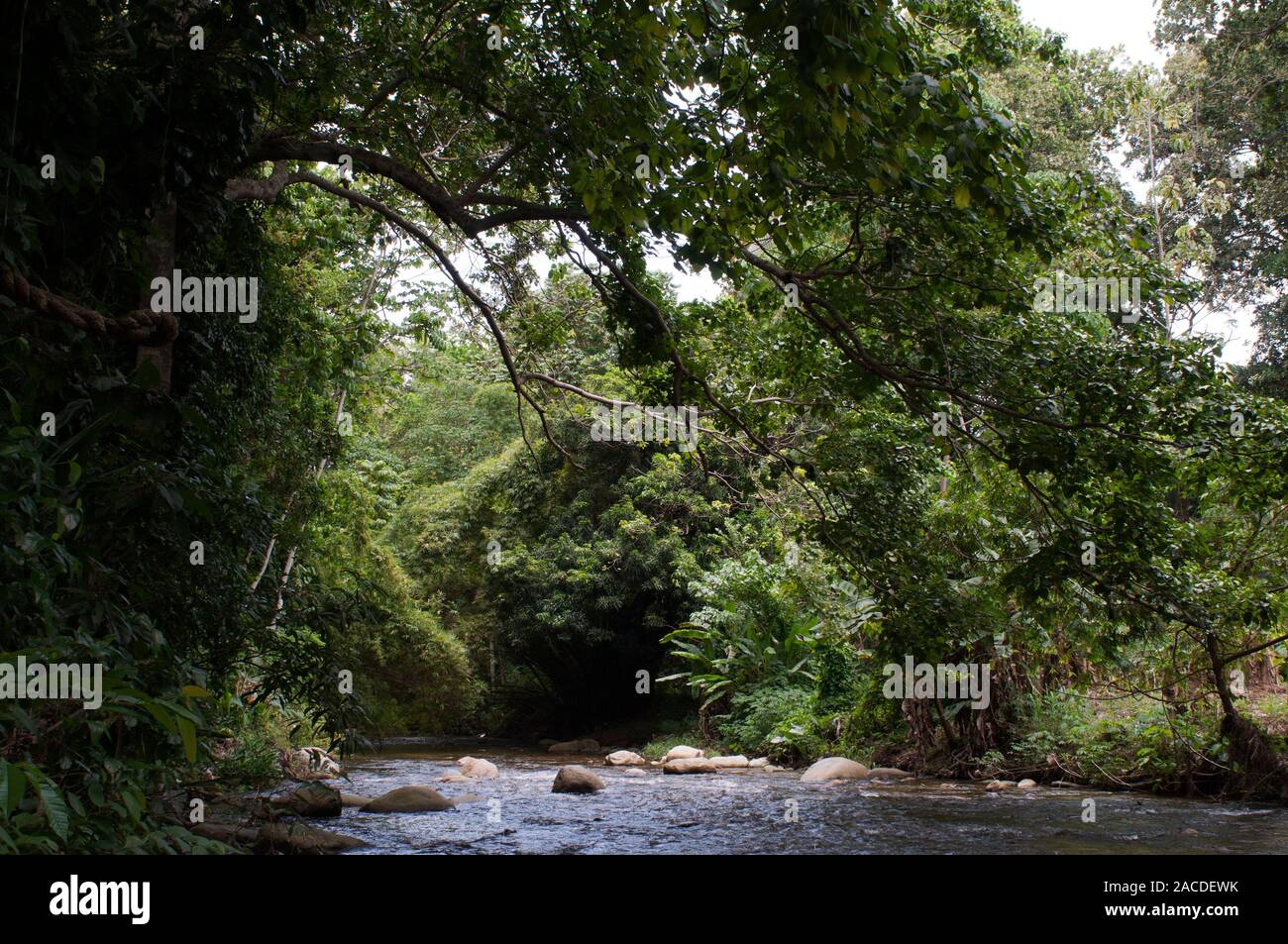 Choroni nature forest in Falcon state in Venezuela - Henri Pittier ...