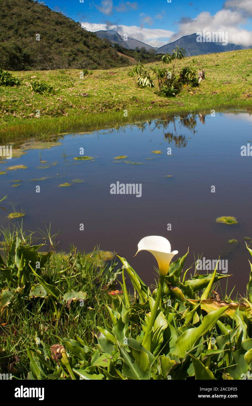 Small lagoon near Los Nevados village in andean cordillera Merida state ...