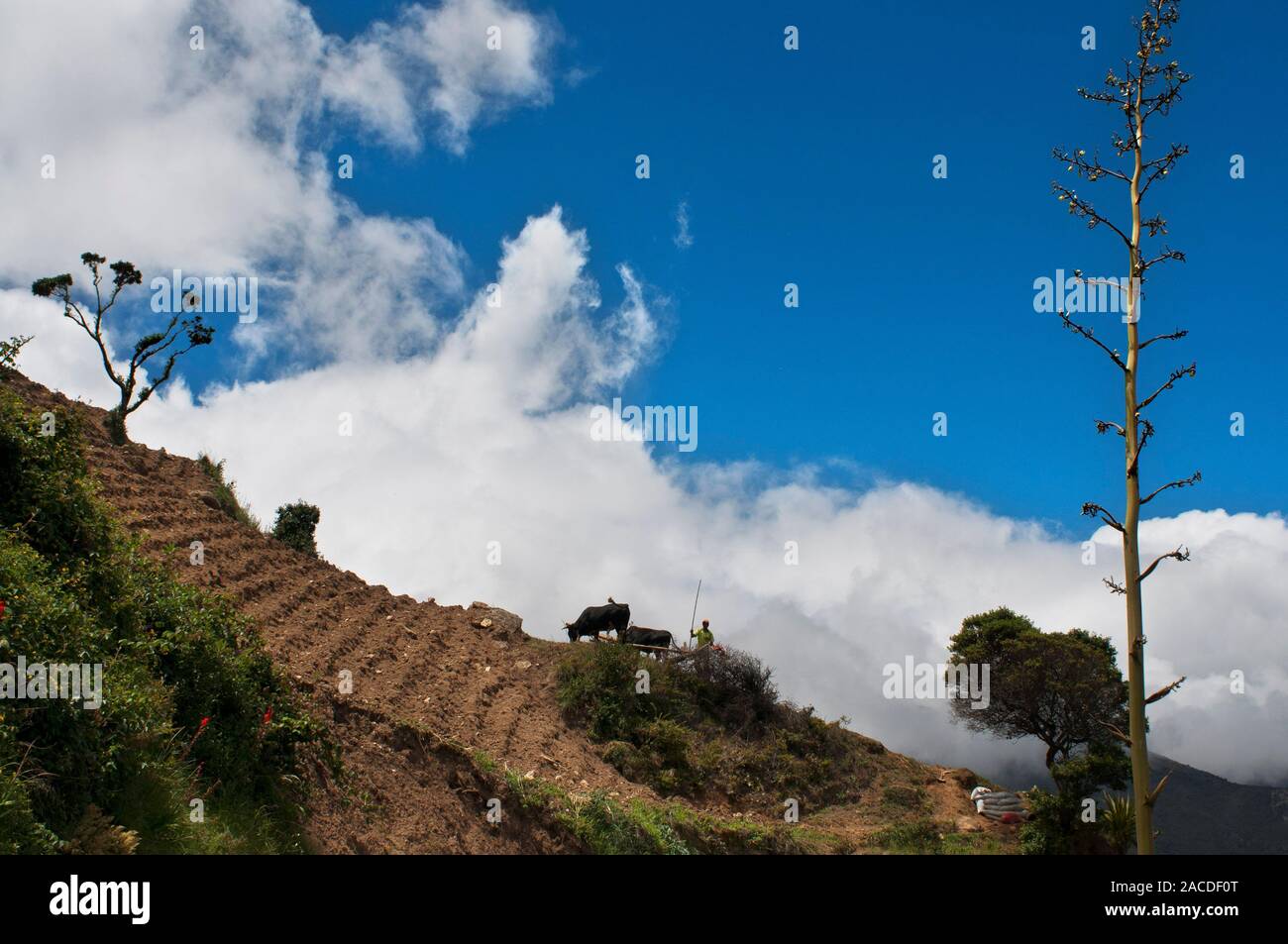 Landscape near Los Nevados village in andean cordillera Merida state ...