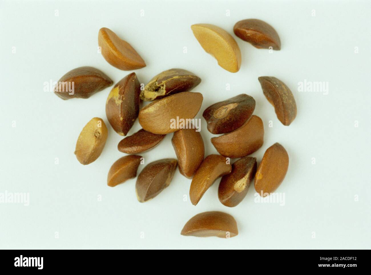 Amla seeds. The amla (Phyllanthus emblica) or Indian gooseberry is ...