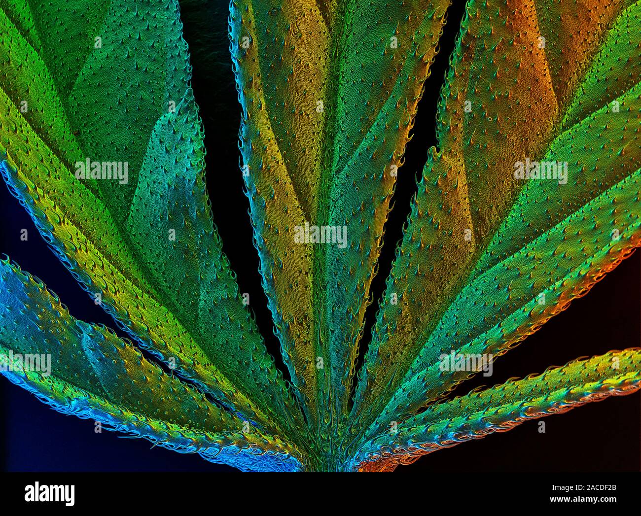 Cannabis leaf. Coloured scanning electron micrograph (SEM) of part of a ...