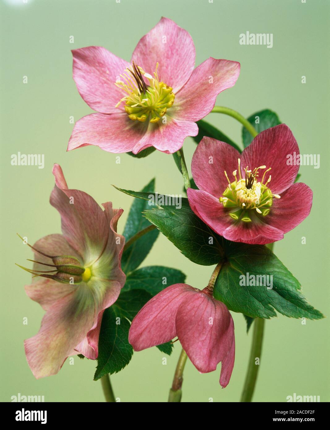 Hellebore flowers (Helleborus sp.). This plant is poisonous, but ...