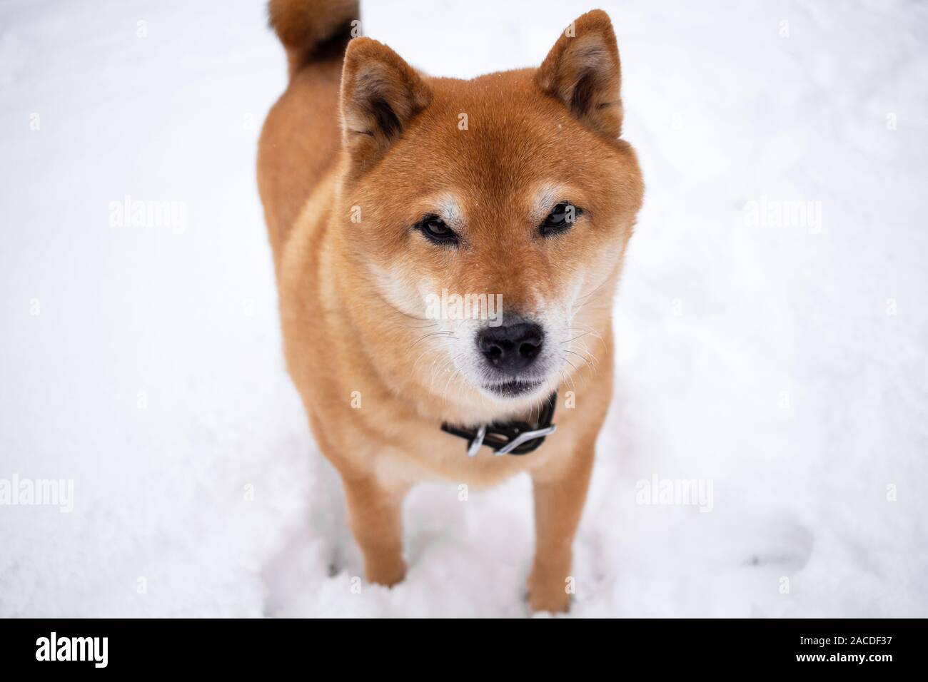 Snowing day, shiba inu, pet dog in snow Stock Photo - Alamy