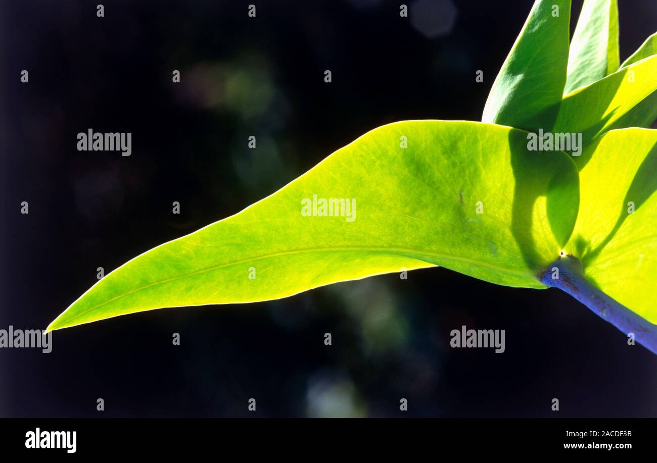 Caper spurge. Leaf of the poisonous plant caper spurge (Euphorbia ...