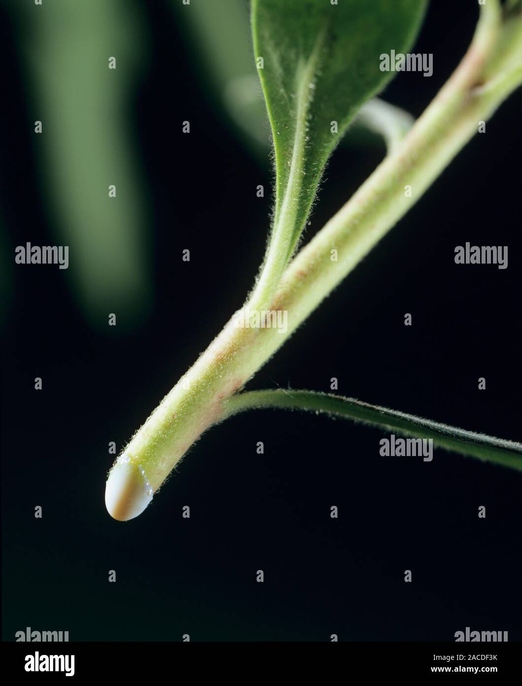 Sap exuding from the cut end of a stem of a Euphorbia sp. plant ...