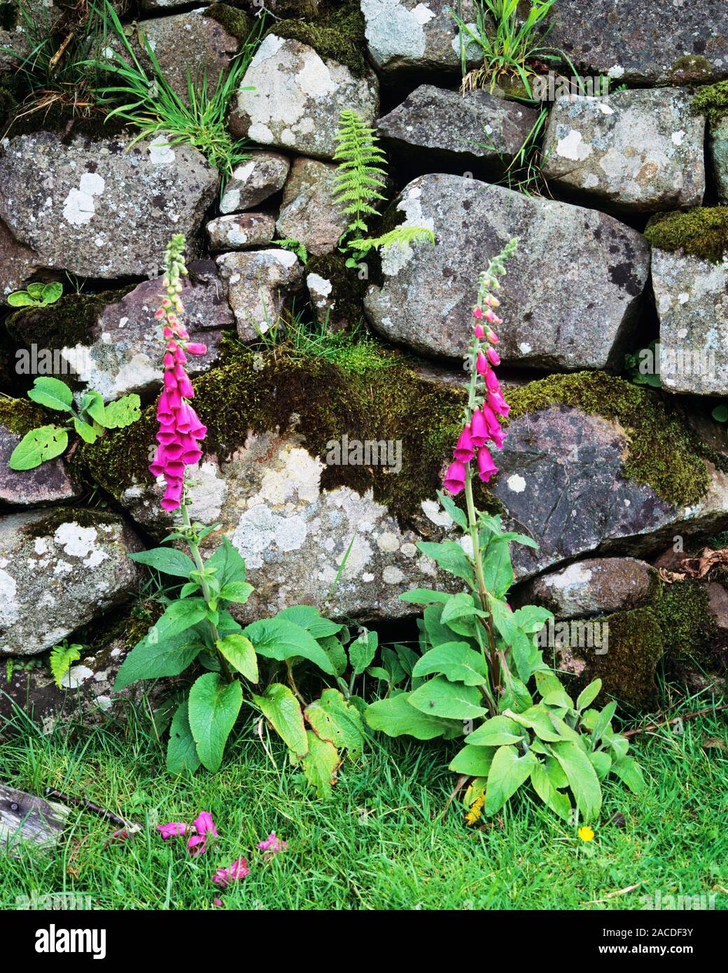 Foxglove plants by a stone wall. Foxglove plants (Digitalis purpurea ...