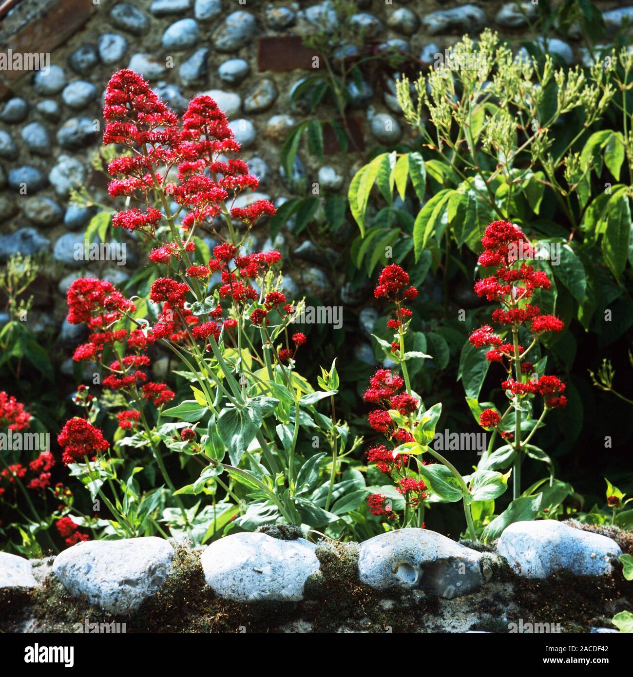 Red valerian (Centranthus ruber) growing behind a wall. This European ...