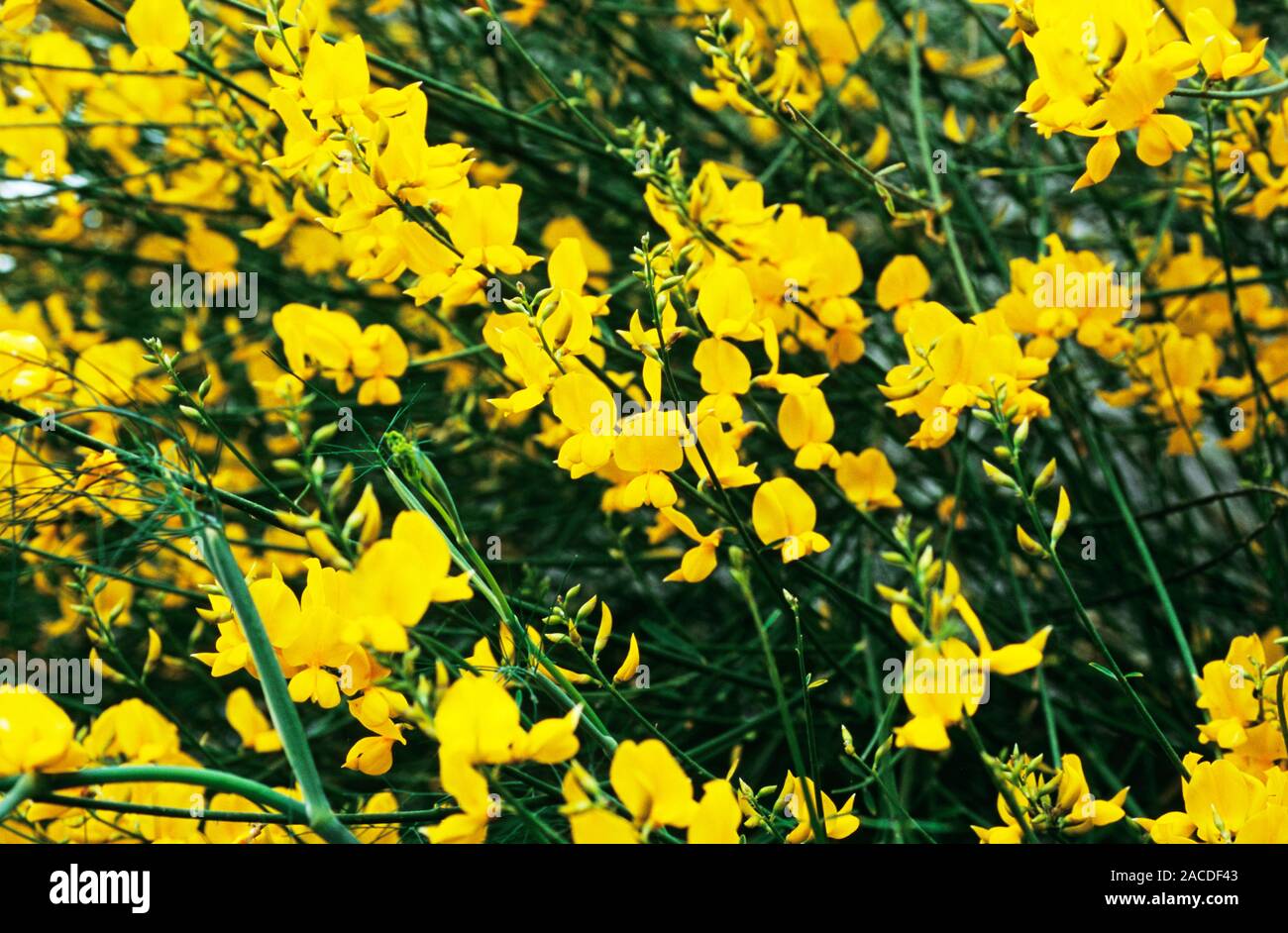 Spanish broom plant (Spartium junceum) in flower. The flowering parts ...