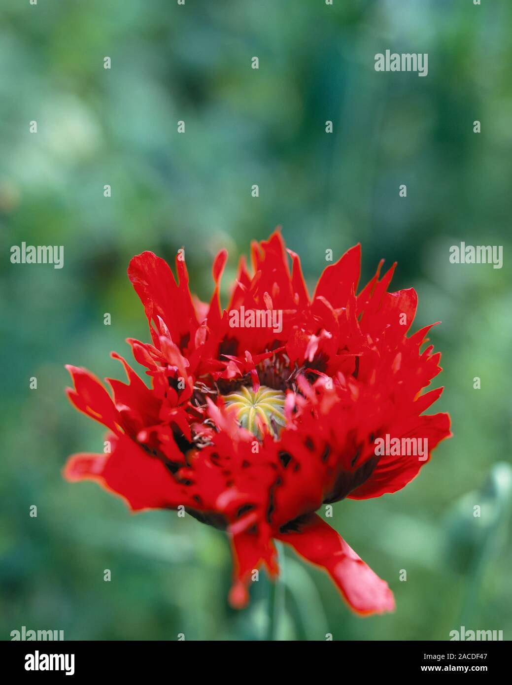 Opium poppy (Papaver somniferum). At the centre of the flower is the ...