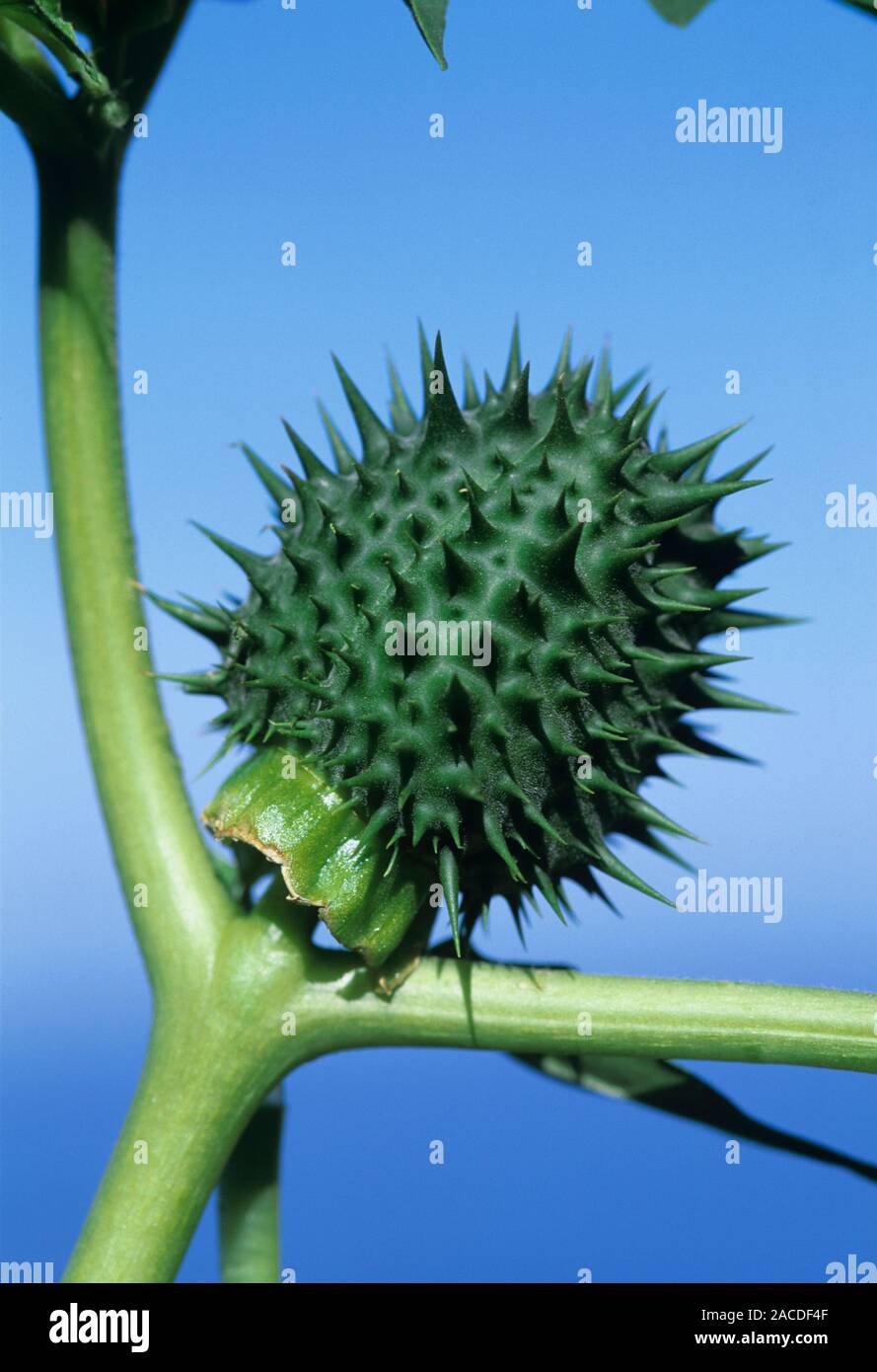 Thorn apple seed pod. The thorn apple (Datura stramonium) is a ...