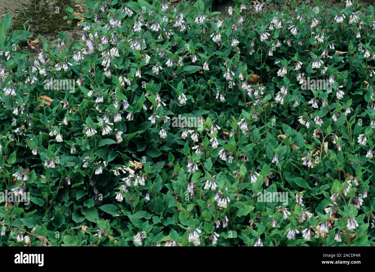 Comfrey (Syphytum 'Hidcote Blue') flowers. This plant is a native of ...