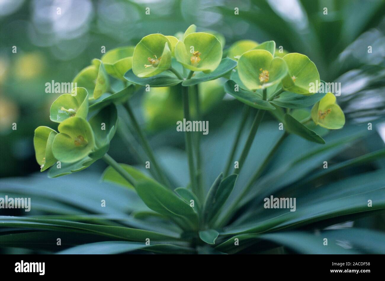 Spurge (Euphorbia lambit) flowers. The plant is poisonous but it is ...