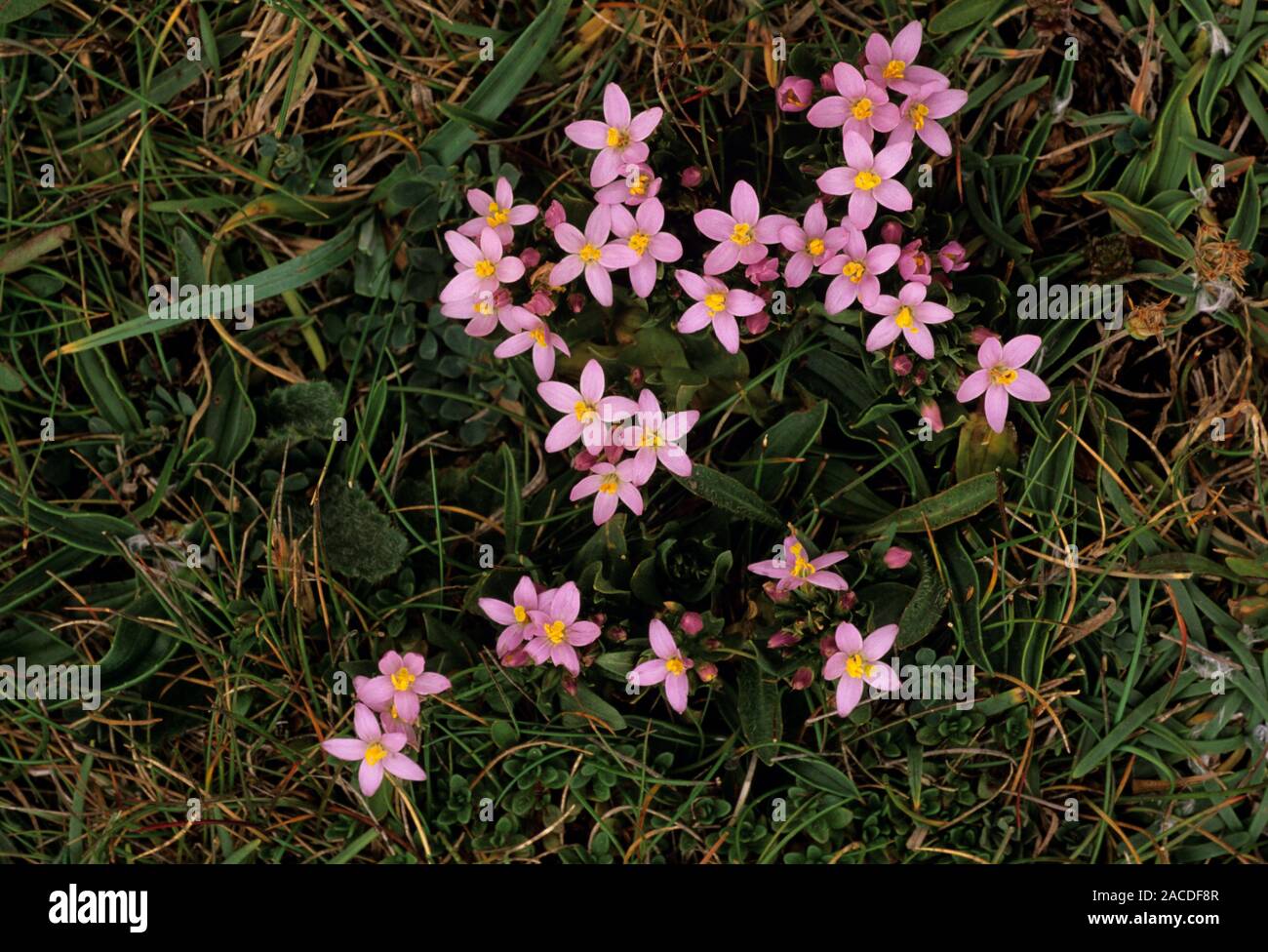 Common Centaury (Centaurium erythraea) flowers. This plant is used ...