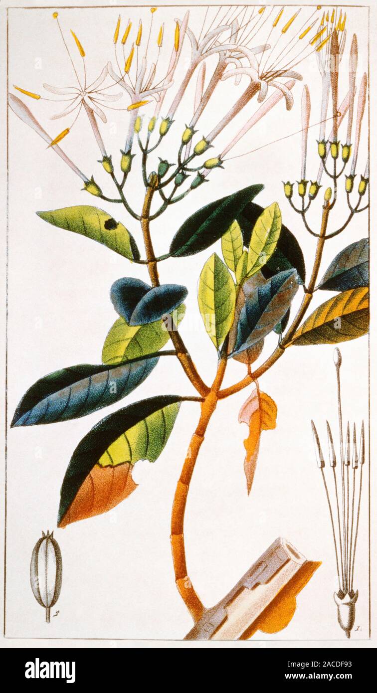 Quinine plant. Historical artwork of the flowers of a quinine plant ...