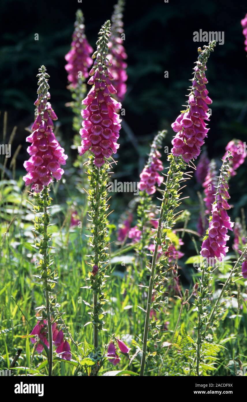 Foxglove (Digitalis pupurea) flowers. The trumpet- shaped purple ...