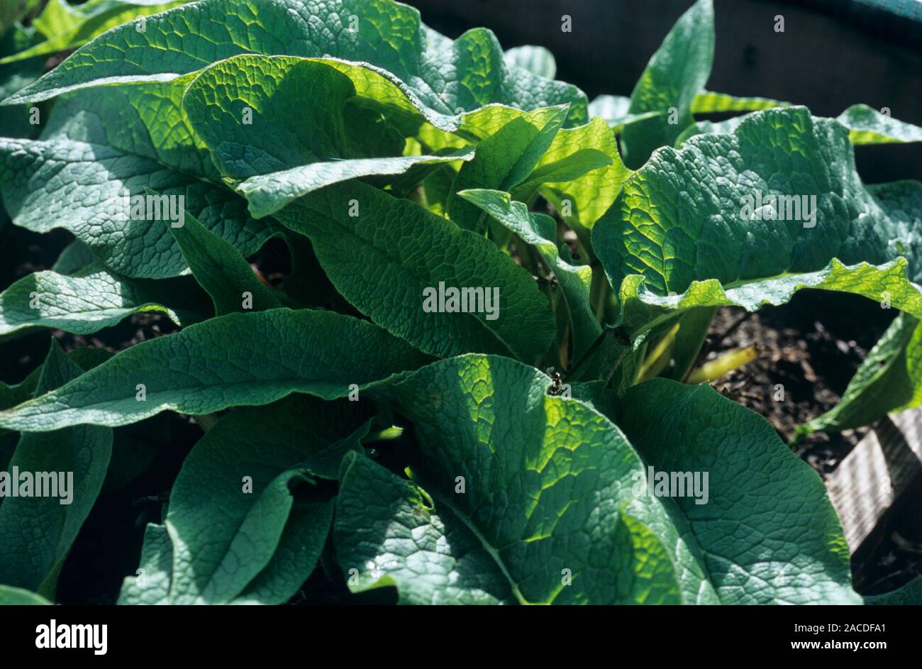 Borage leaves (Borago officinalis). This European herb is grown for ...