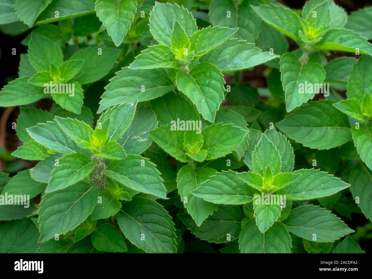 Mentha x piperata citrata. Lemon Mint foliage Stock Photo - Alamy