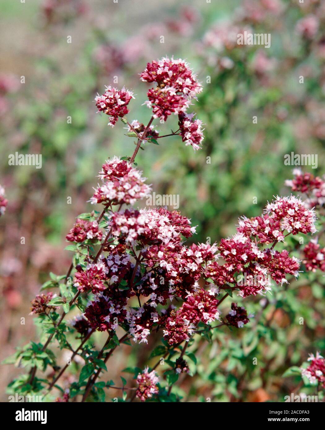 Origanum marjorana. Sweet Marjoram, Oregano herb. Labiatae with pink ...