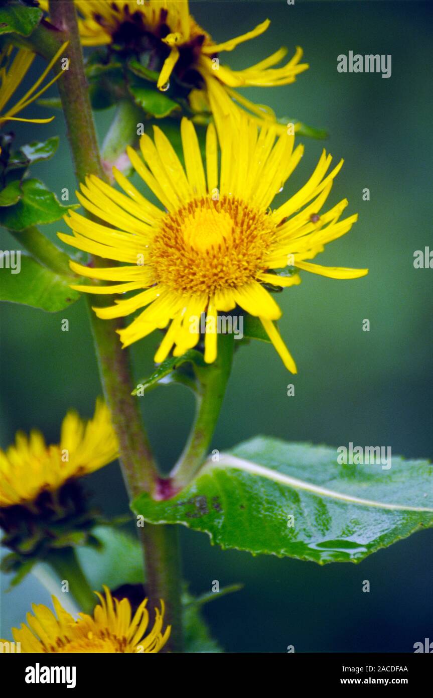 Elecampane flowers (Inula helenium). The roots of this plant are used ...