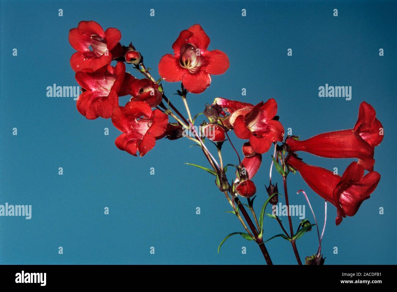 Foxglove (Digitalis sp.) flowers Stock Photo - Alamy