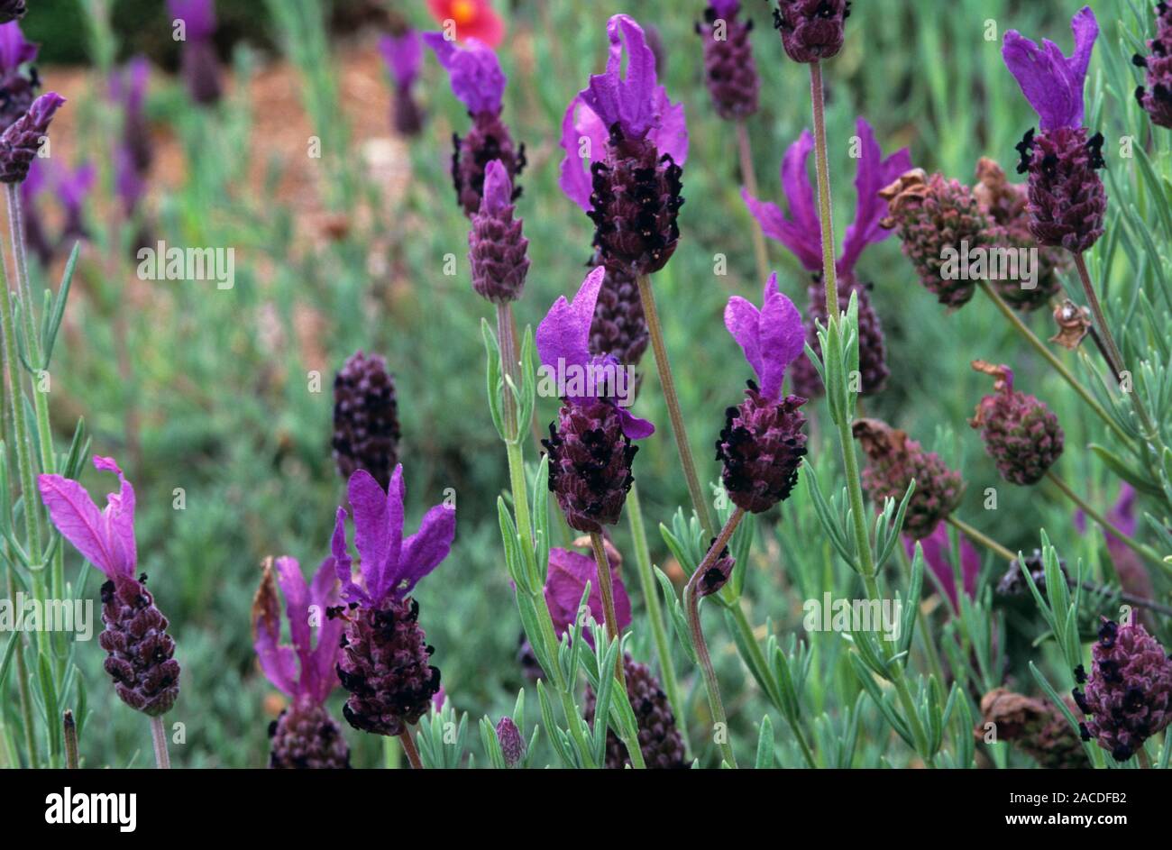 Spanish lavender (Lavandula stoechas) in flower. This aromatic herb is ...