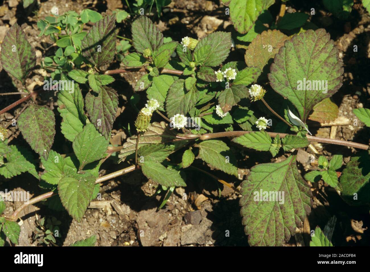 Aztec sweet herb (Lippia dulcis) in flower. This is a medincinal herb ...