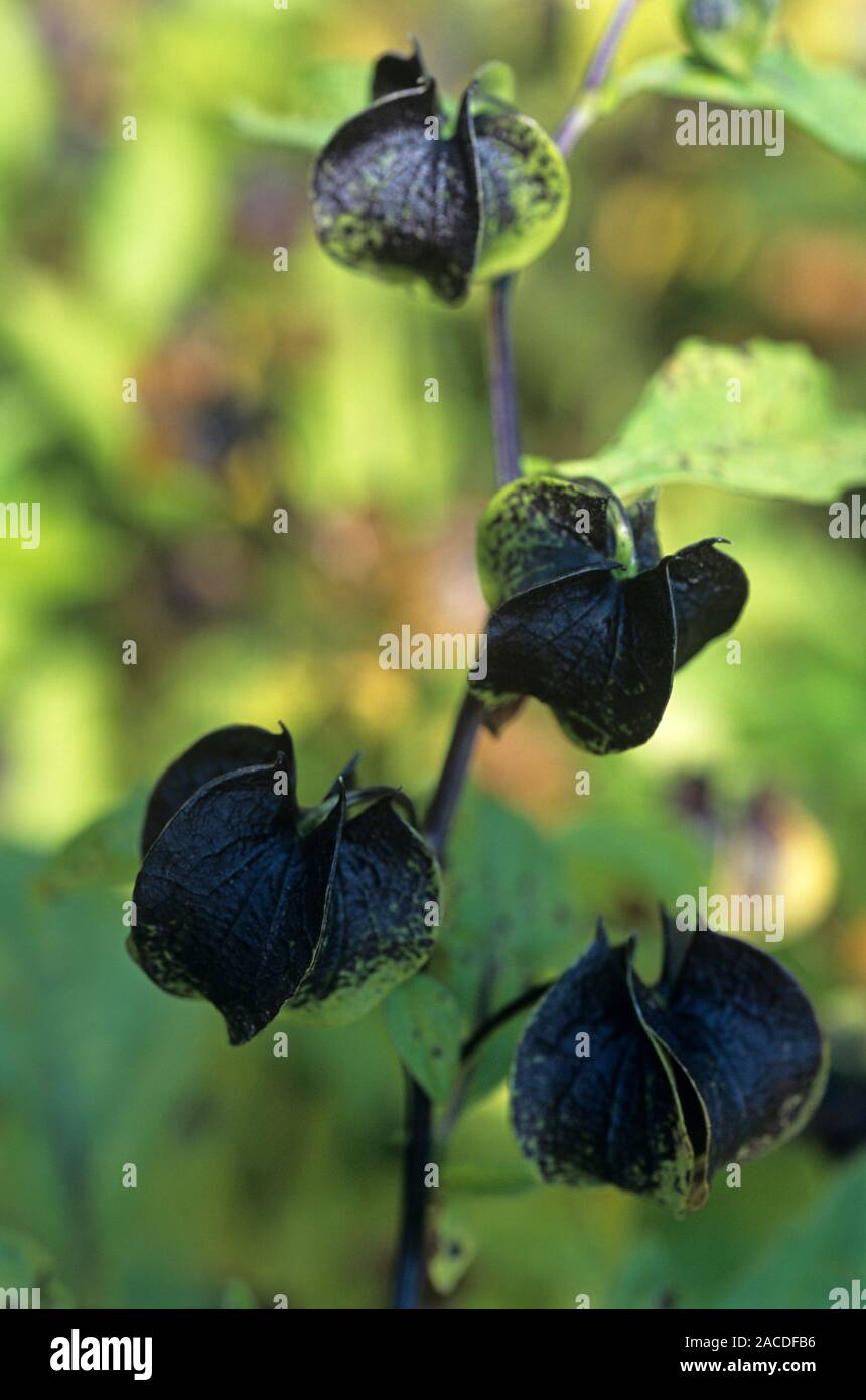 Shoo-fly flower buds (Nicandra physalodes). All parts of this plant ...