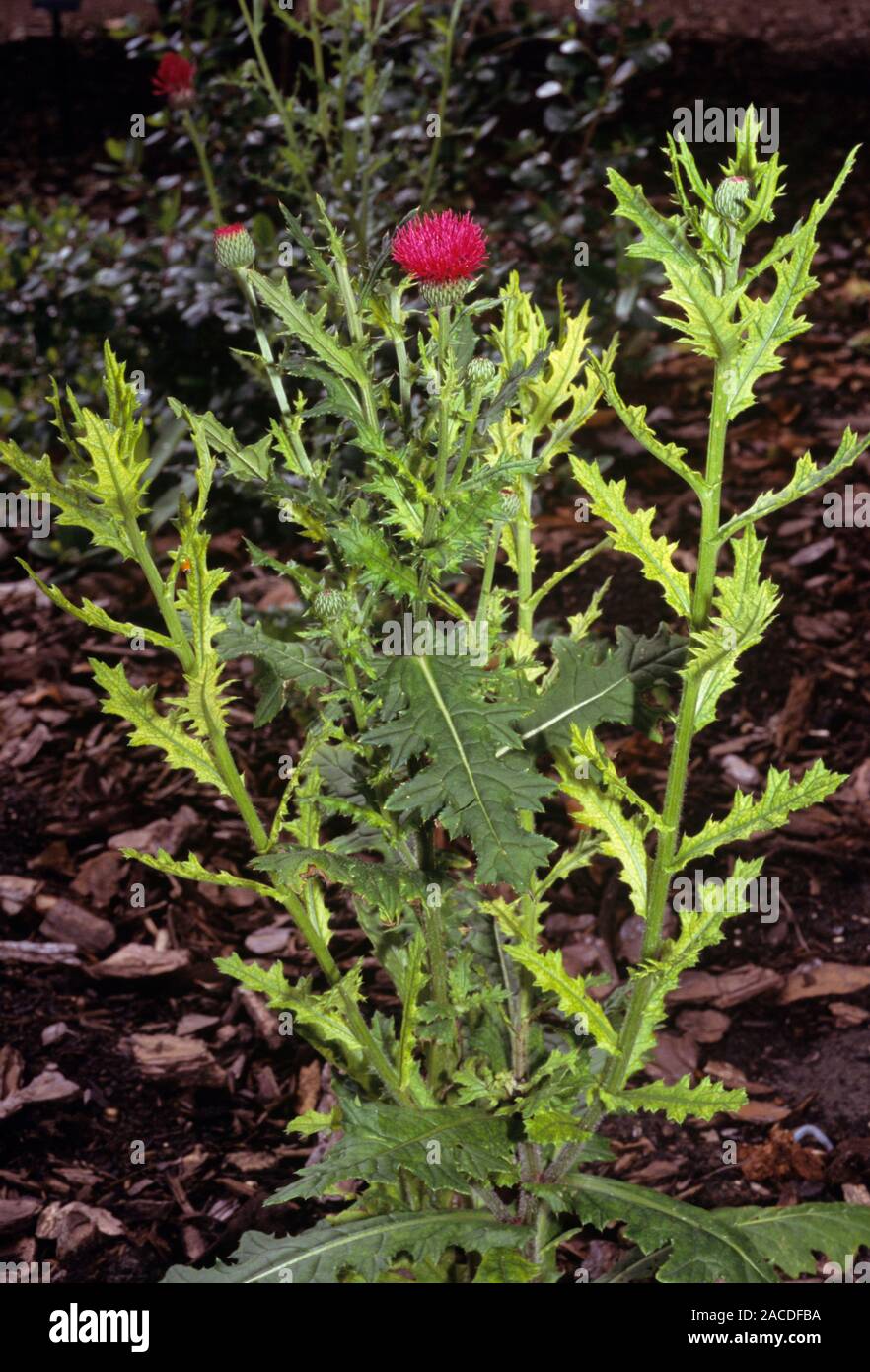 Japanese thistle (Cirsium japonicum) in flower. Both the aerial parts ...