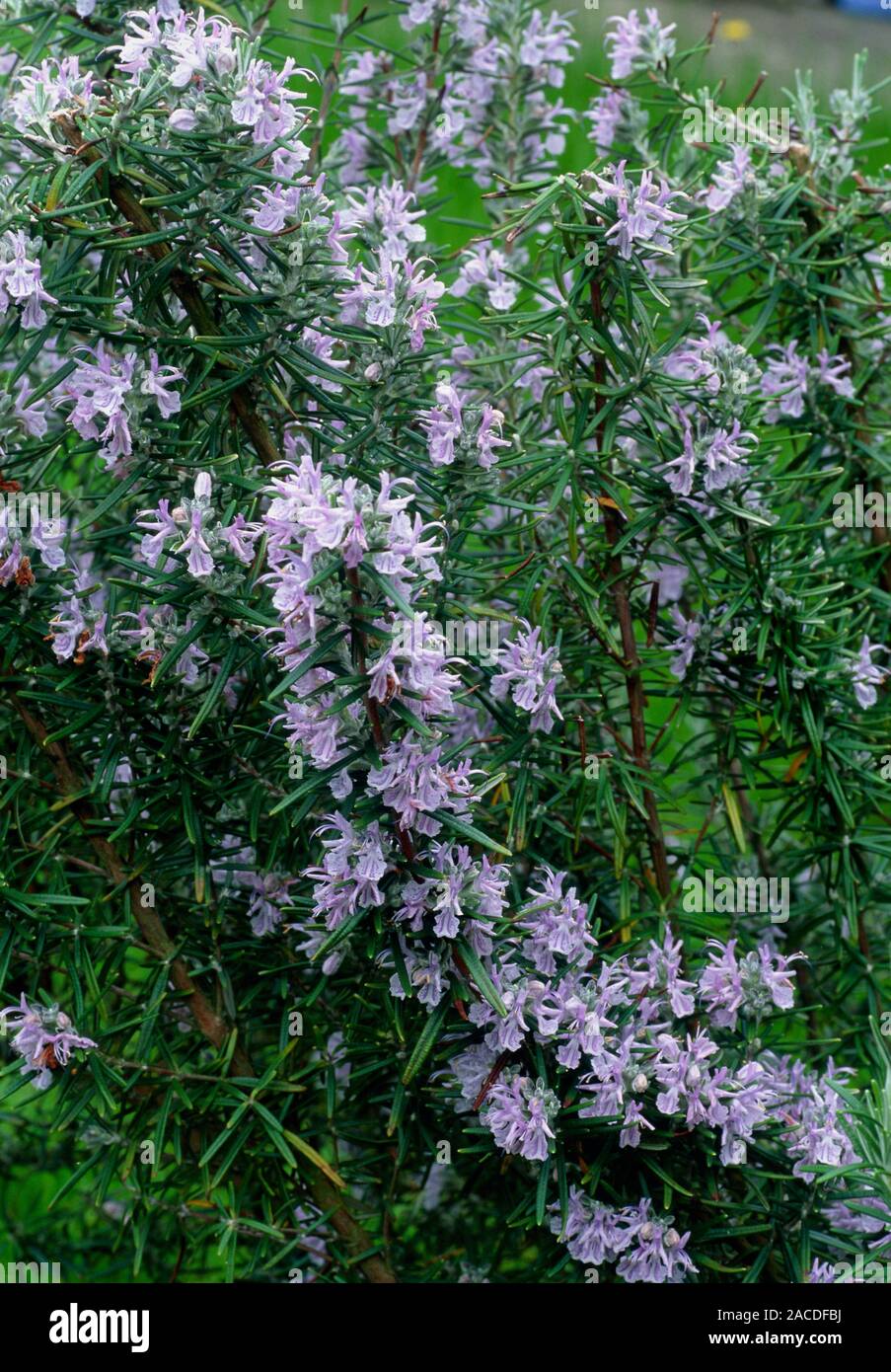 Rosmarinus officinalis. Flowering Common Rosemary plant with purple ...