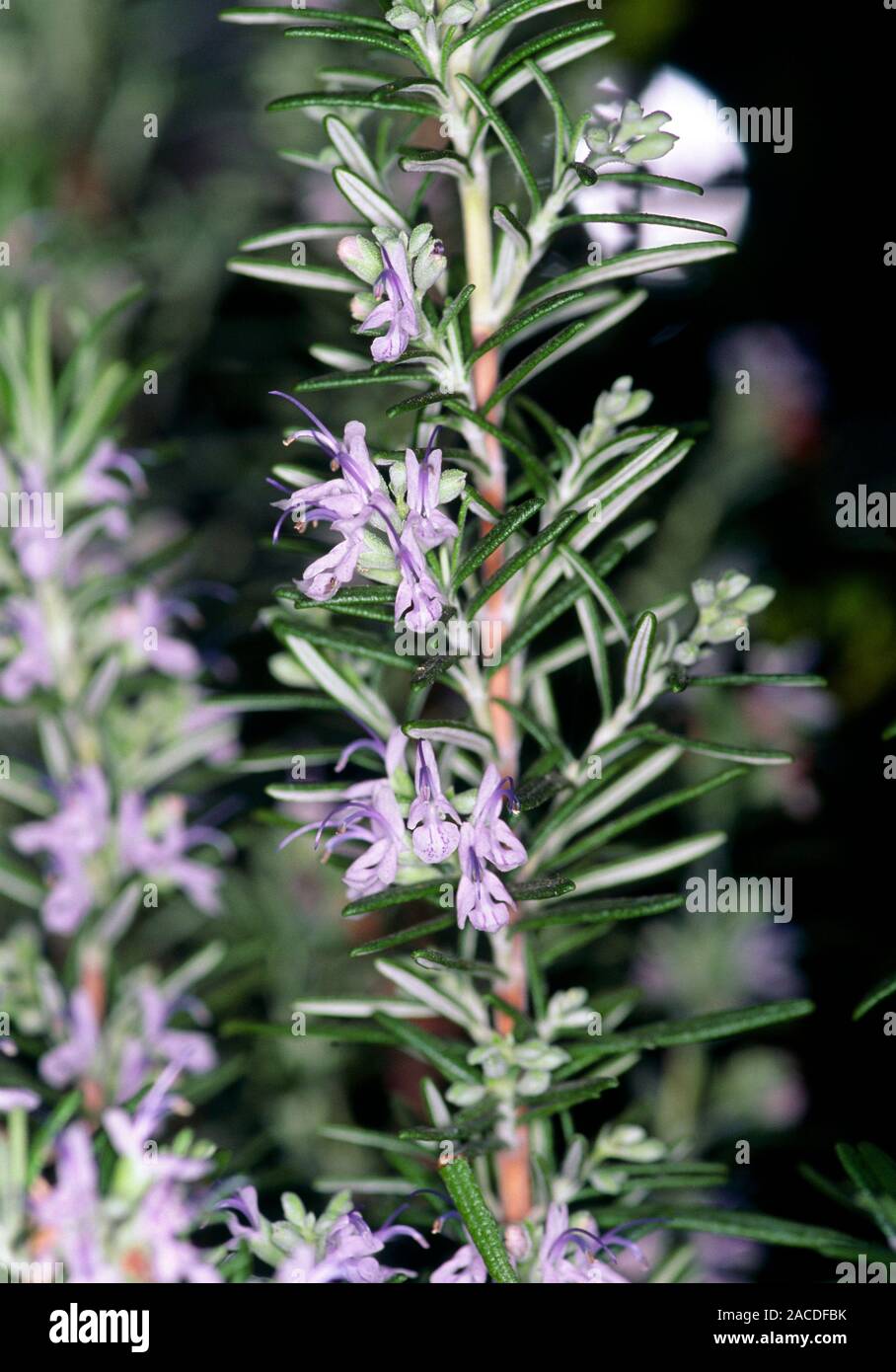 Rosmarinus officinalis. Flowering branch of the Common Rosemary herb ...