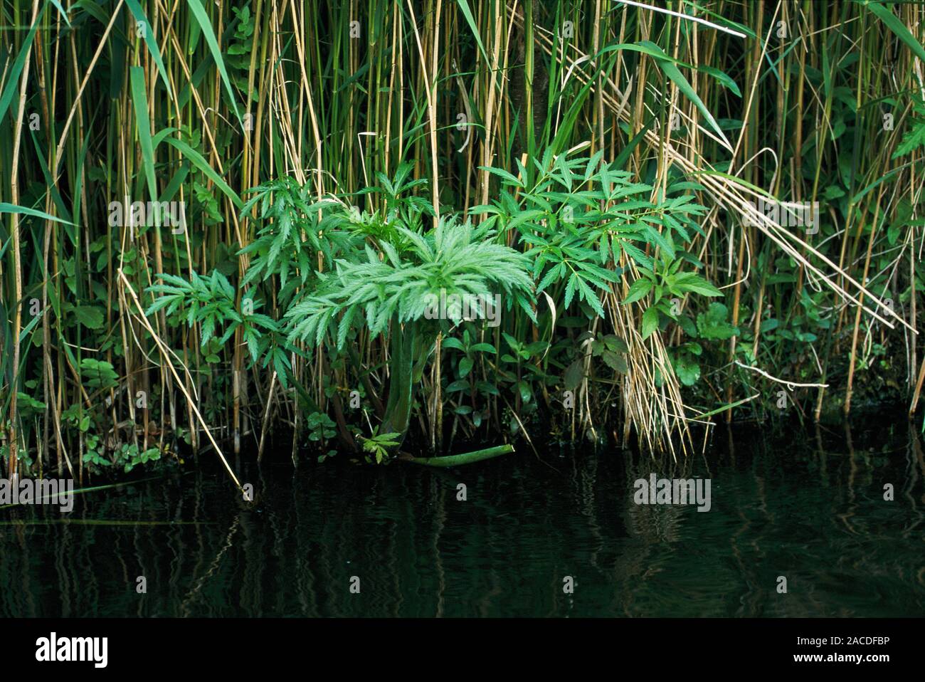Cannabis (Cannabis sativa) plant Stock Photo - Alamy Cannabis (Cannabis sativa) plant Stock Photo - Alamy