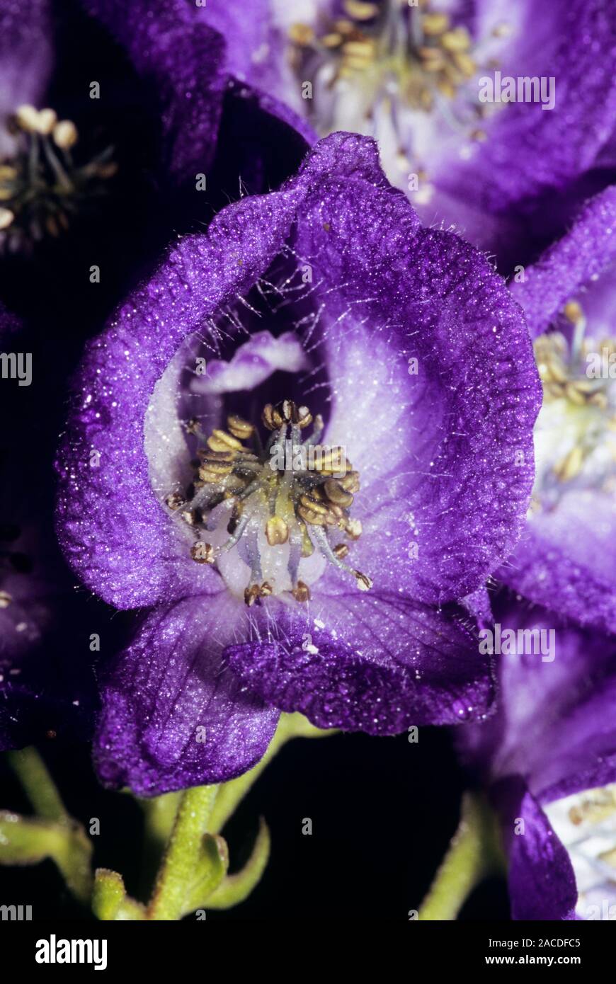 Monkshood (Aconitum napellus) flower. This plant contains the substance ...