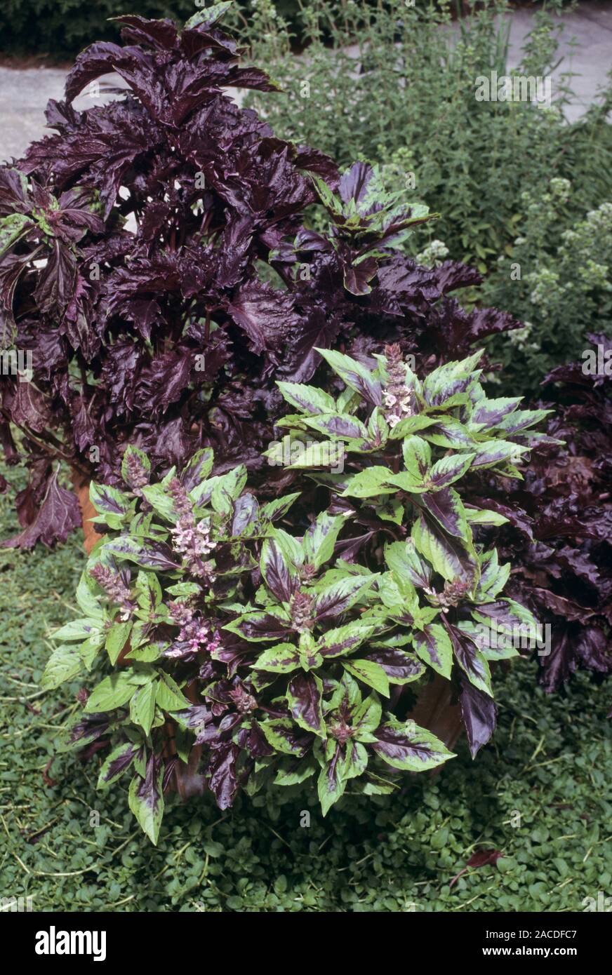 Purple basil (Ocimum basilicum 'Purple Ruffles'). Photographed at Harry ...