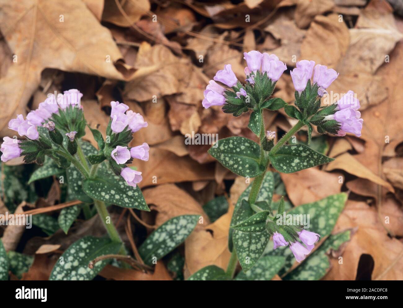 Common lungwort flowers (Pulmonaria longifolia 'Roy Davidson ...