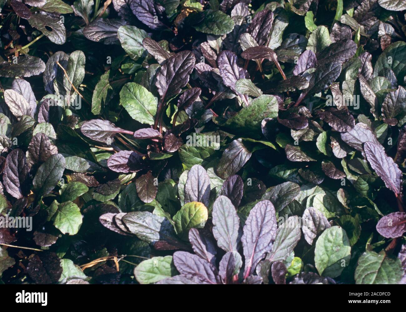 Pennyroyal leaves (Mentha pulegium). Photographed at Brooklyn Botanic ...