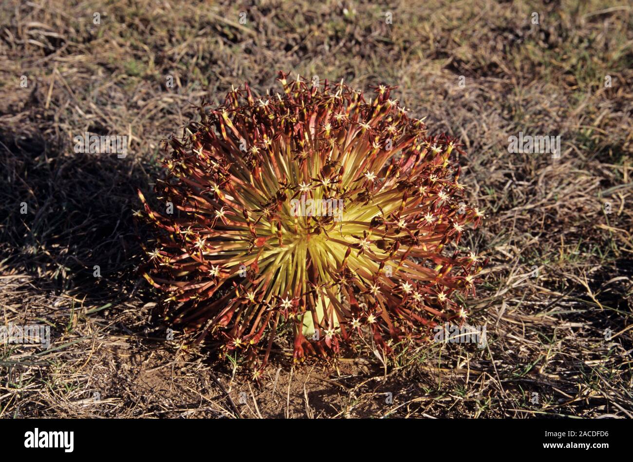 Poison bulb plant in flower (Boophone sp.). This plant is poisonous ...