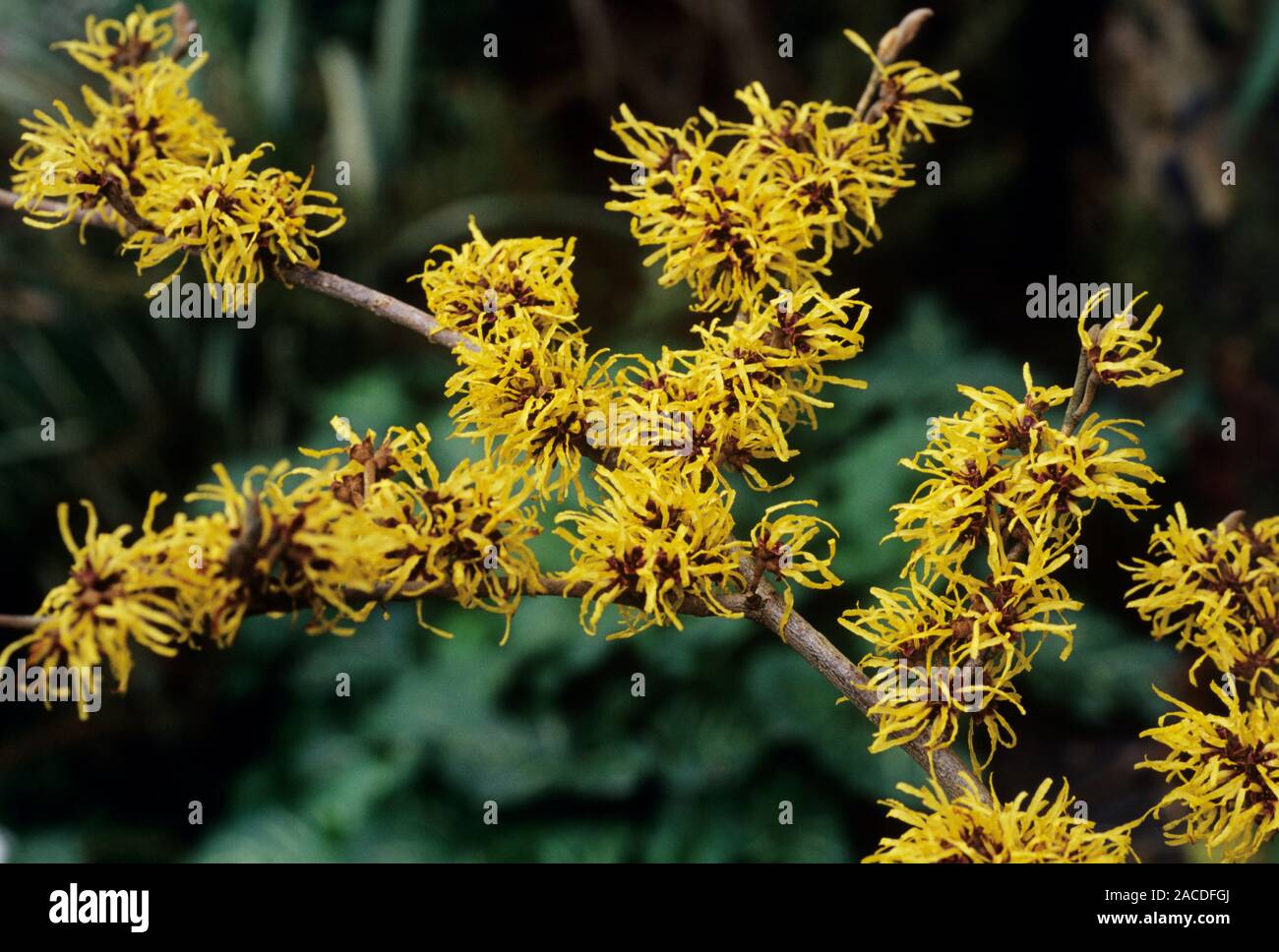 Witch hazel (Hamamelis x intermedia 'Sunburst') flowers Stock Photo - Alamy