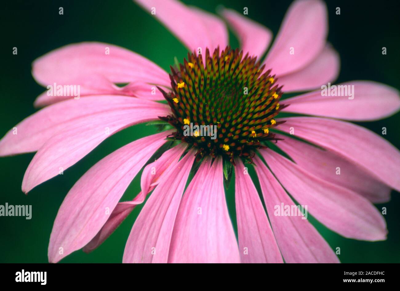 Purple coneflower (Echinacea purpurea). The root of this plant is used ...