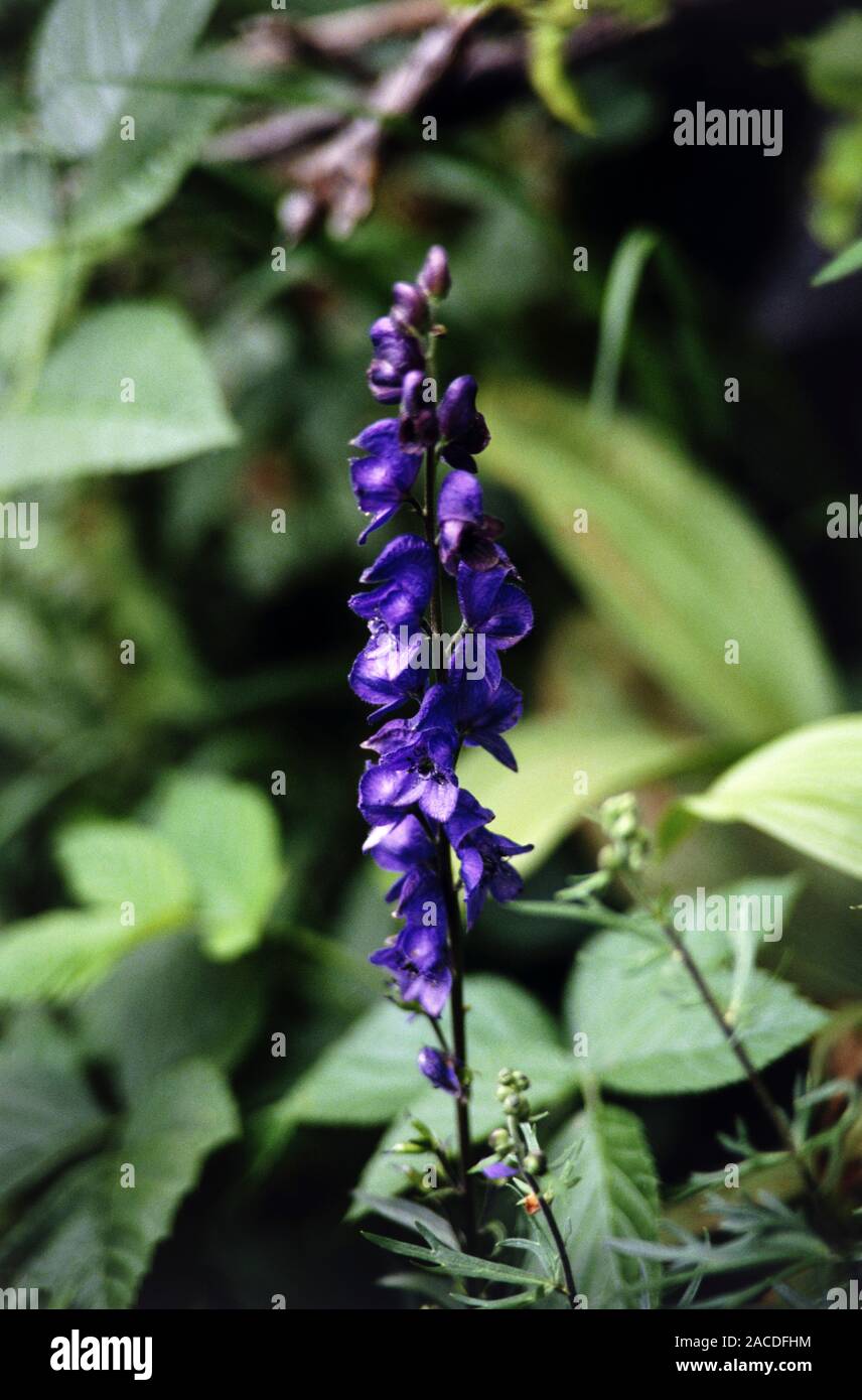 Monkshood flowers (Aconitum napellus). This plant is poisonous as it contains the neurotoxic ...