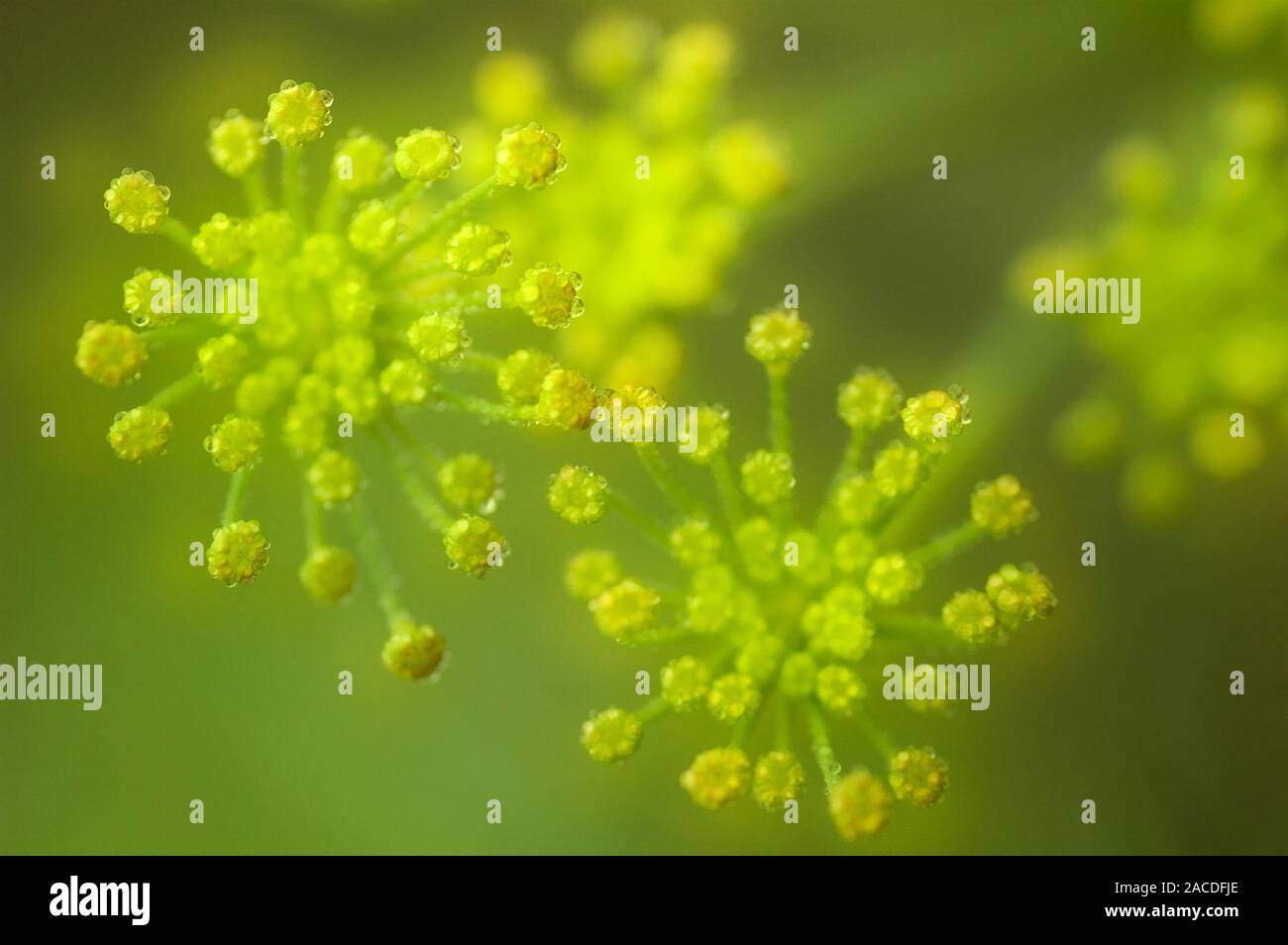 Dill (Antheum gravelons) flowers. Dill is used as a flavouring in food ...