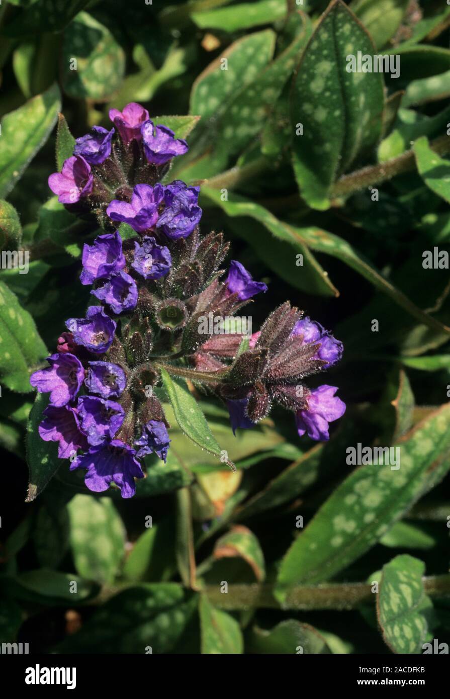 Lungwort flowers (Pulmonaria rubra 'David Ward'). Preparations of this ...