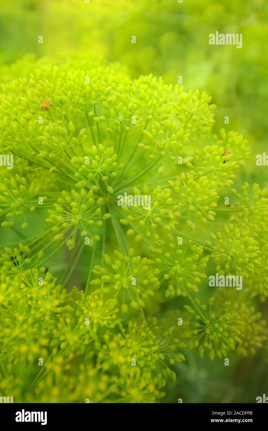 Dill flower buds (Anethum graveolens). Dill is used as a culinary herb ...